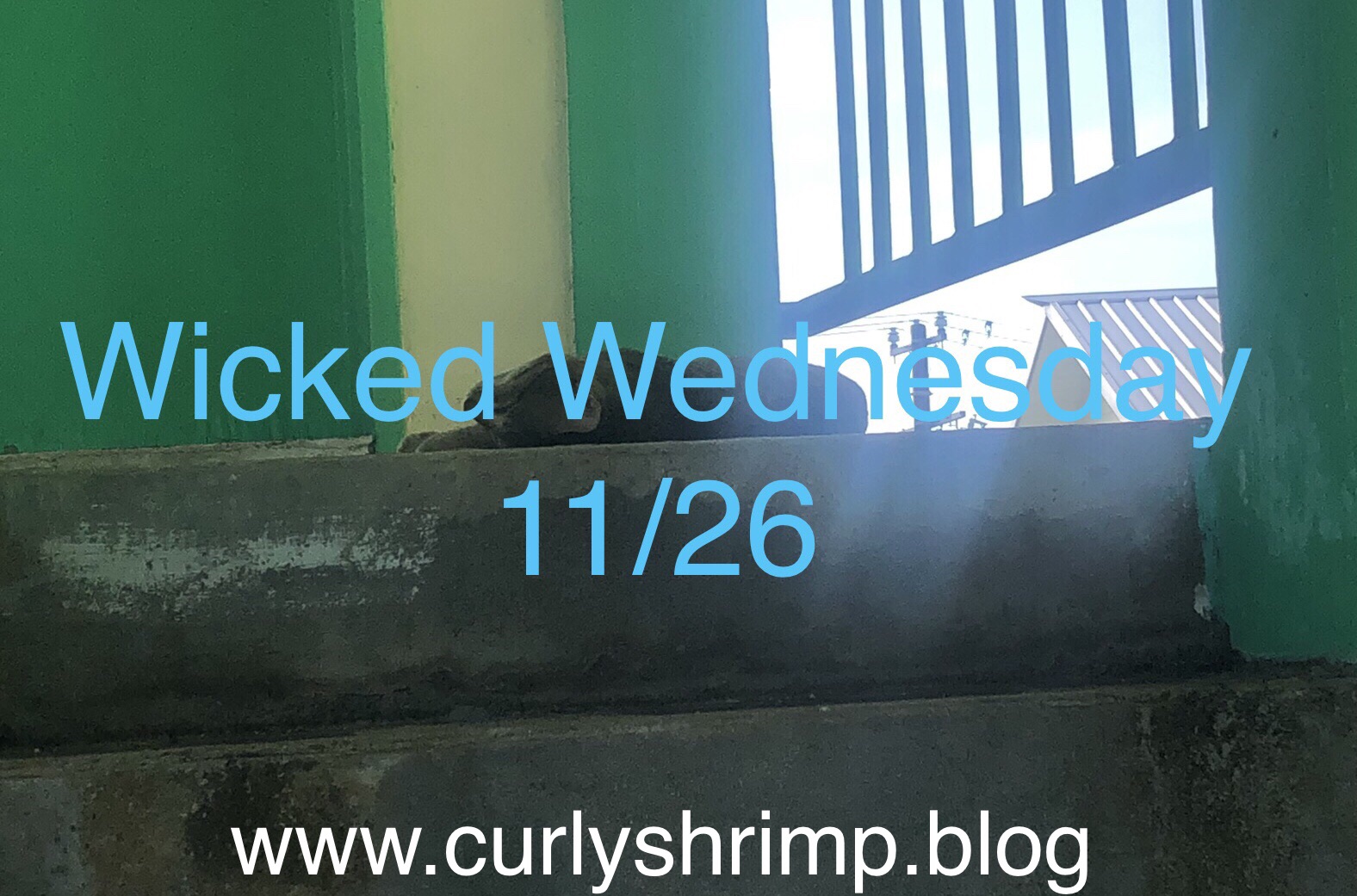Wicked Wednesday 11/26 - Diary of Curly Shrimp